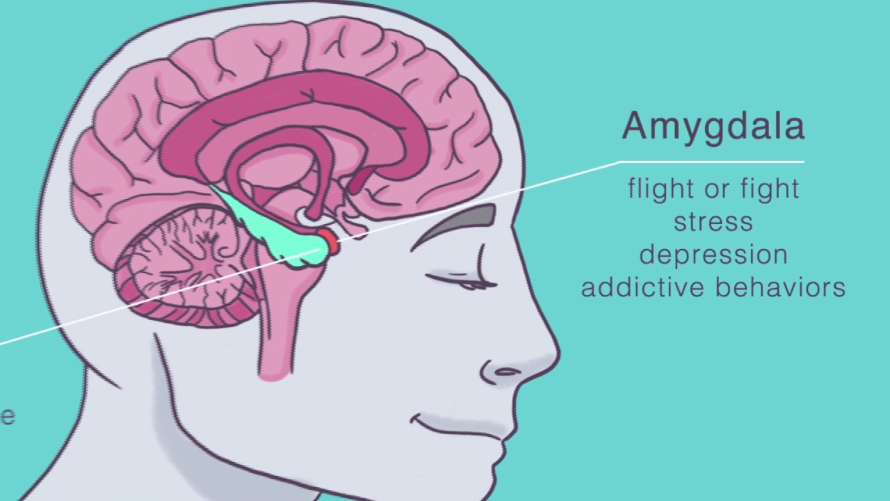 Why Mindfulness is important - Best video