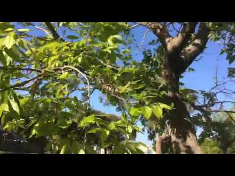 anthropology video journal 4