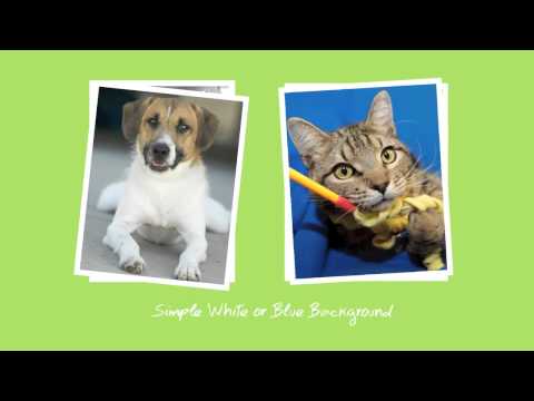 Great Backgrounds: Pet Photography Tips from Purina ONE