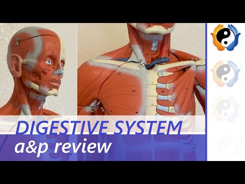 Digestive System Review