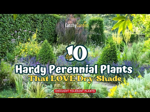 Top 10 Hardy Perennial Plants That LOVE Dry Shade ππΈπ³ // Gardening Ideas