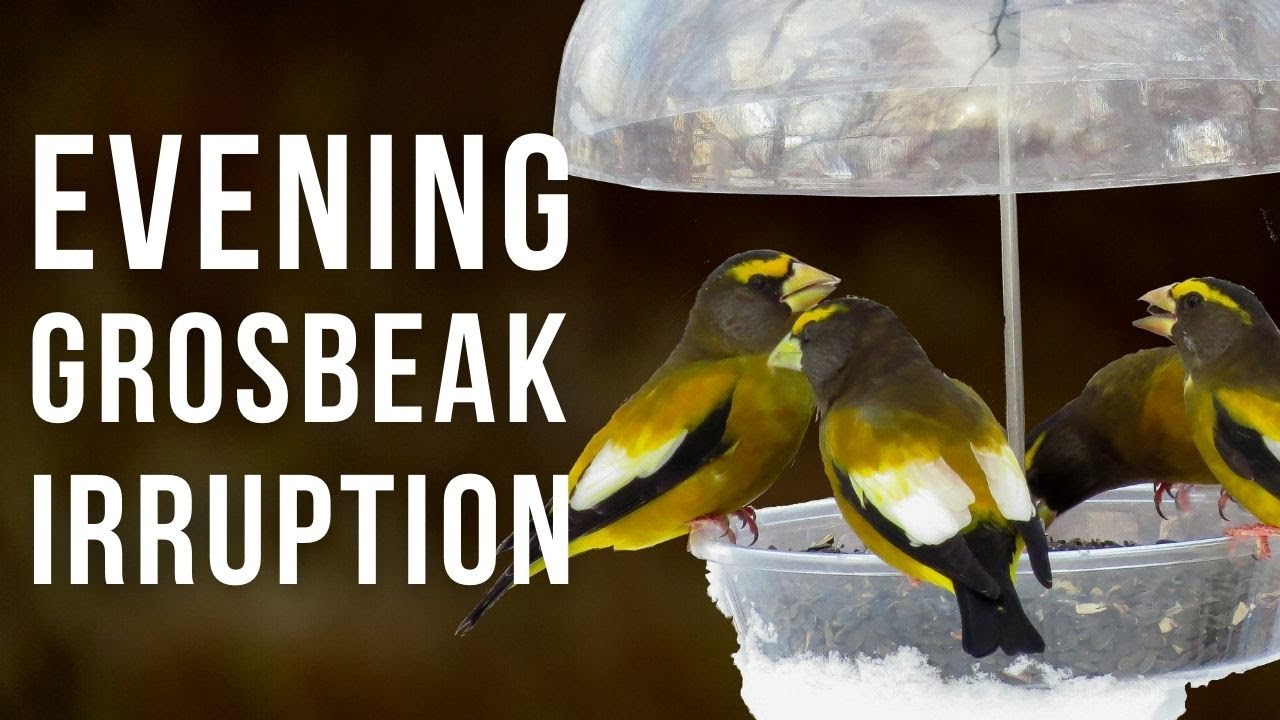 Evening Grosbeak Irruption Year