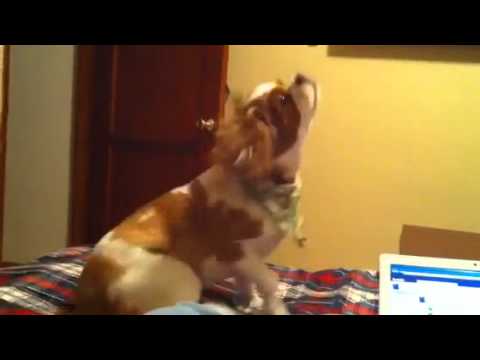 Cracked out dog