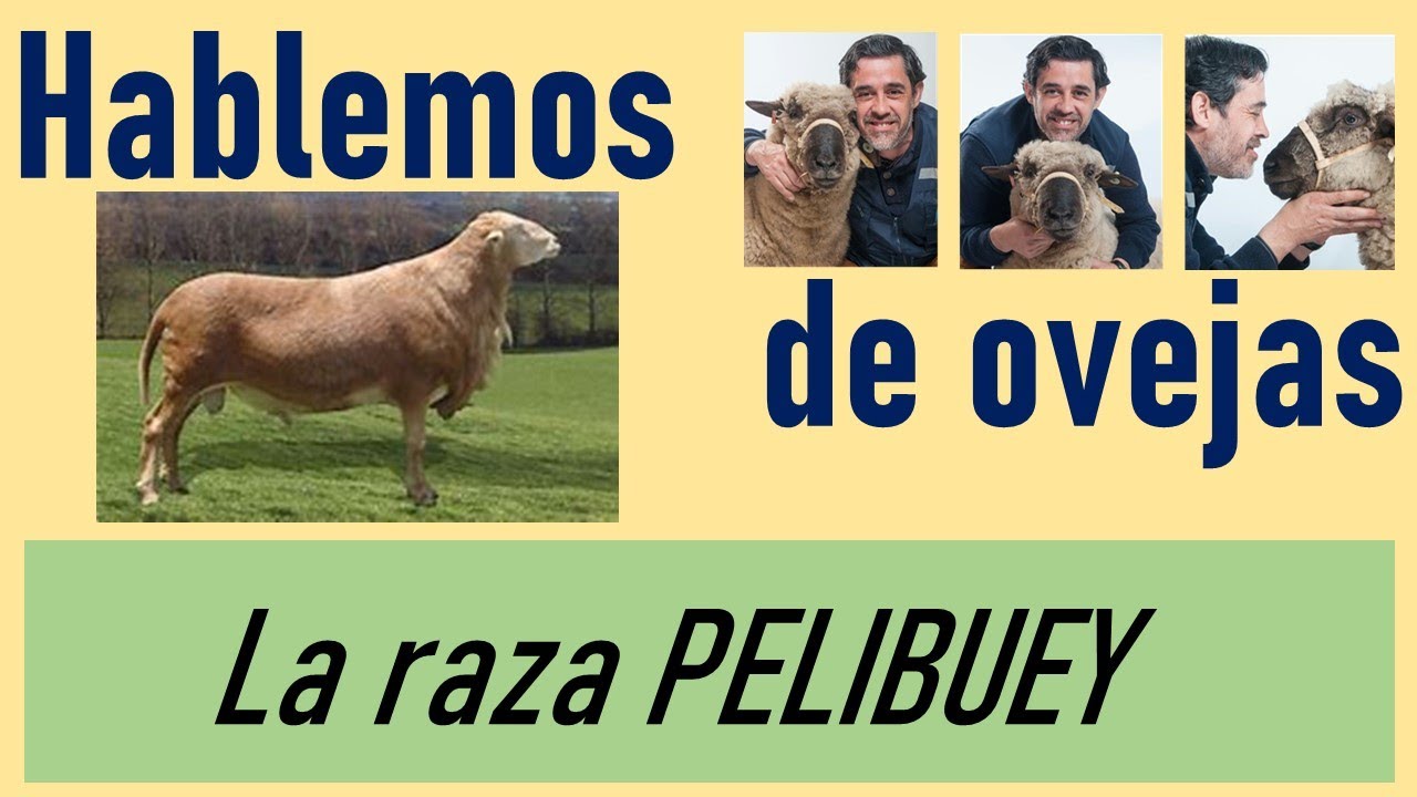 The Amazing Characteristics of Pelibuey Sheep