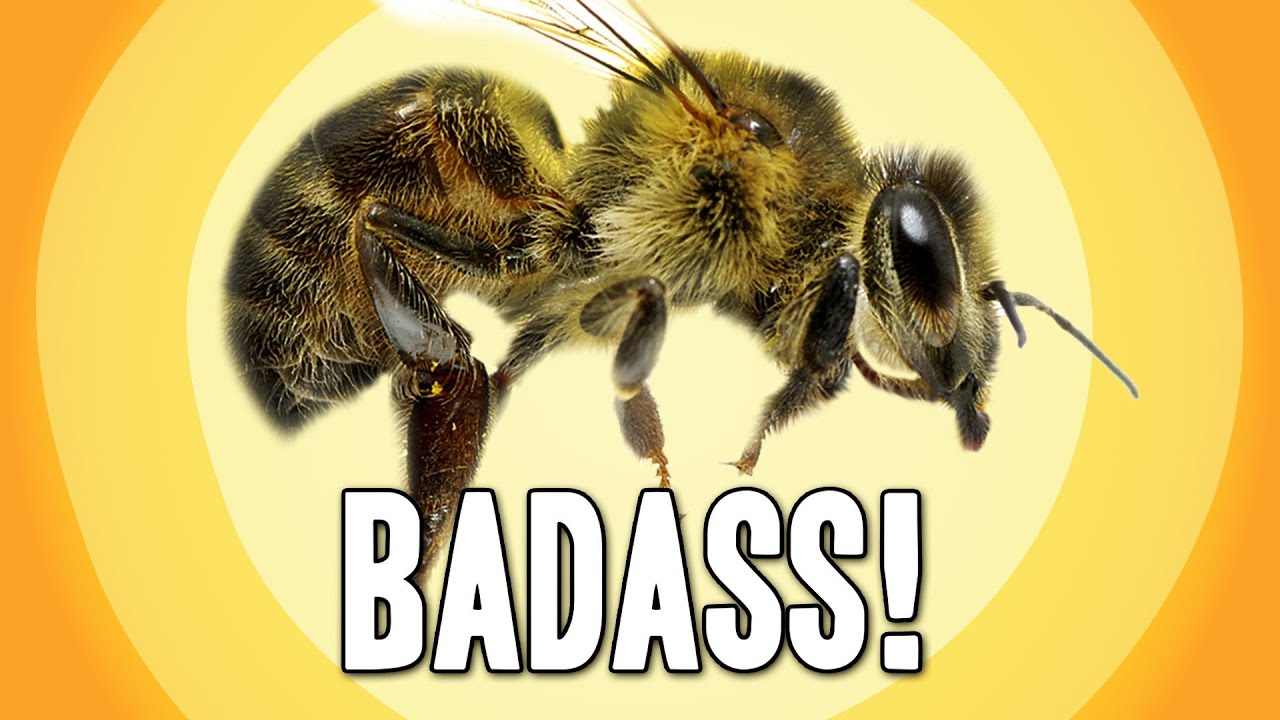 9 Facts That Prove Bees Are Awesome