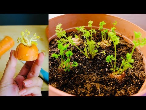 HOW TO REGROW CARROT TOPS!!!