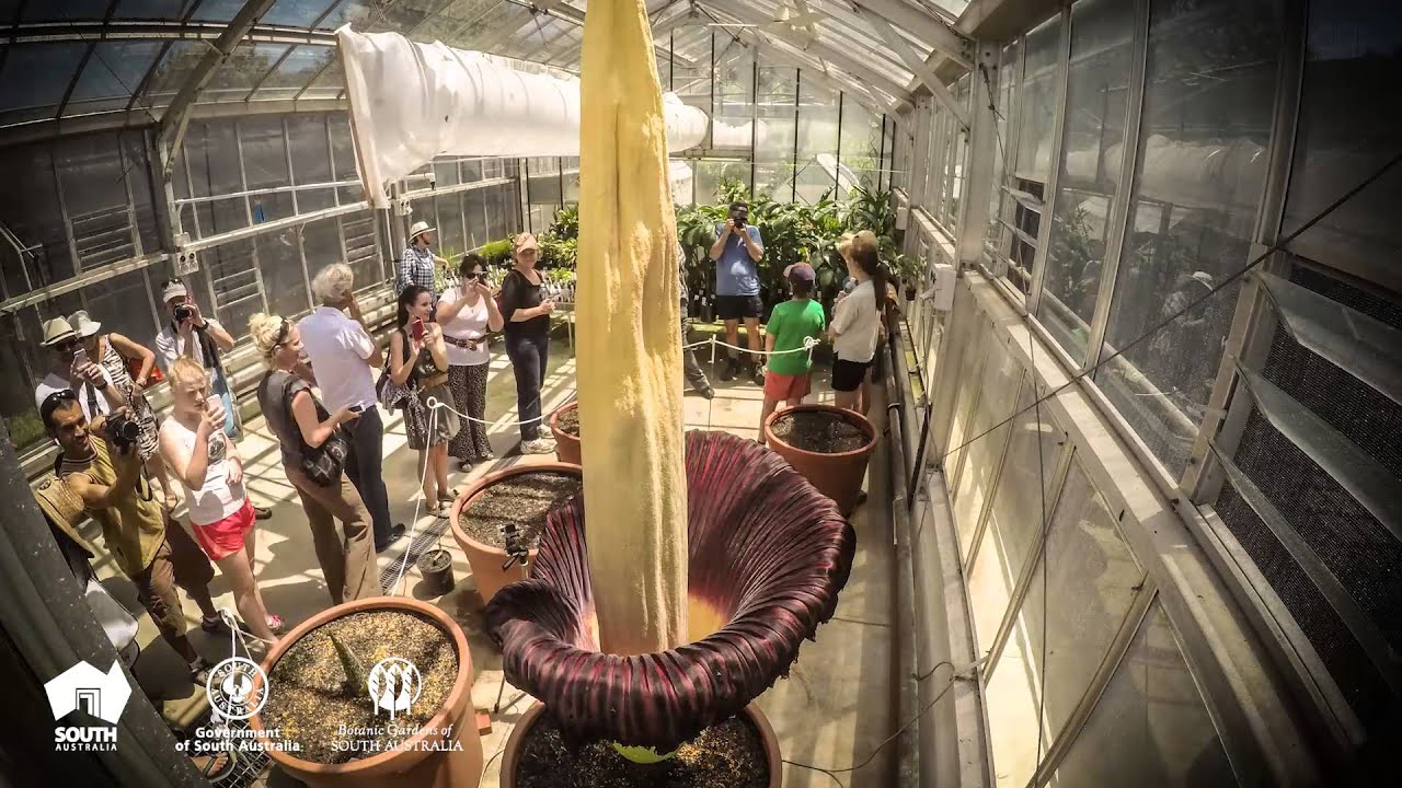 Botanic Gardens of South Australia's Titan Arum announcement