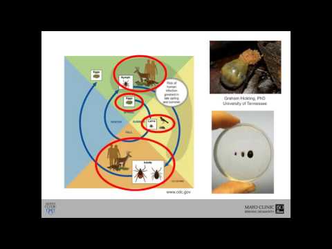 Bobbi Pritt, MD-Lyme Disease, Molecular Diagnostics, and Detection of New Causative Agents