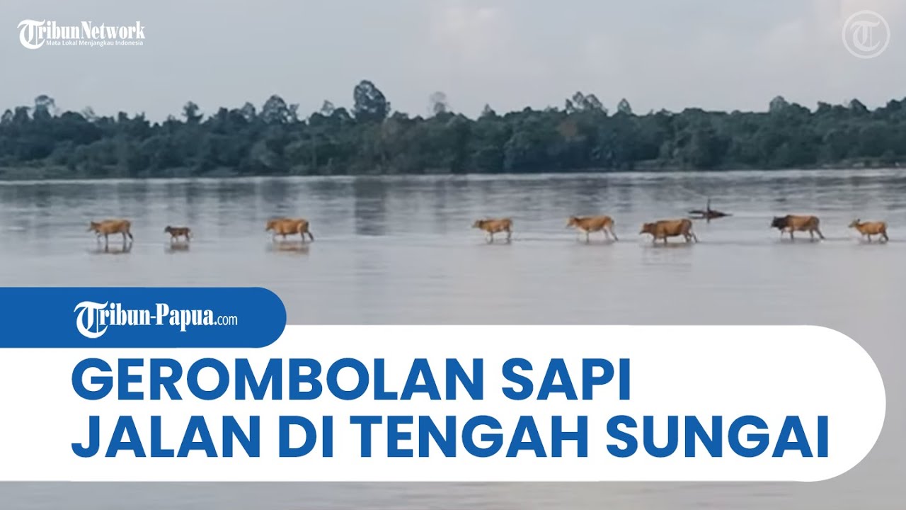 Viral Video Gerombolan Sapi Berjalan di Tengah Sungai Kapuas, Bikin ...
