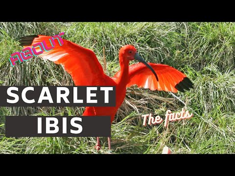 Scarlet Ibis facts 🦩inhabits tropical South America and part of the Caribbean