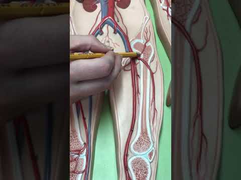 Arteries/veins of thigh