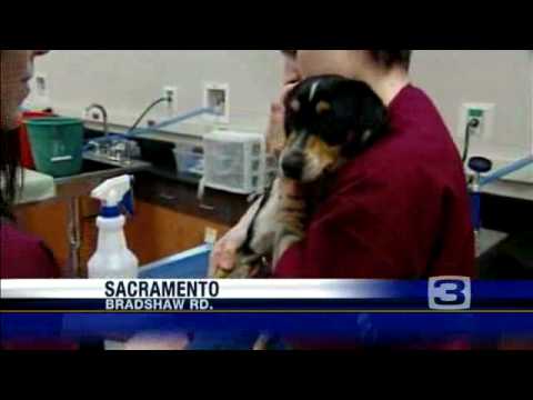 New SPCA Clinic Expands Spay/Neuter Abilities
