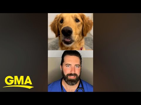 Veterinarian breaks down why dogs do 'chompies' or excessive biting of air