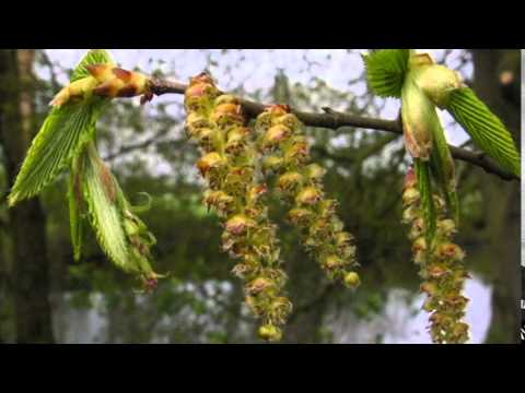 Hornbeam - Carpinus betulus