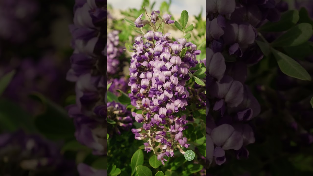 Texas Mountain Laurel #texasmountainlaurel #genistacaterpillar