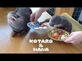 Adorable Otters Enjoy a Home-Cooked Seafood Breakfast - Nerdist