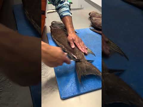 Knocking These Scamp Grouper Out Quick