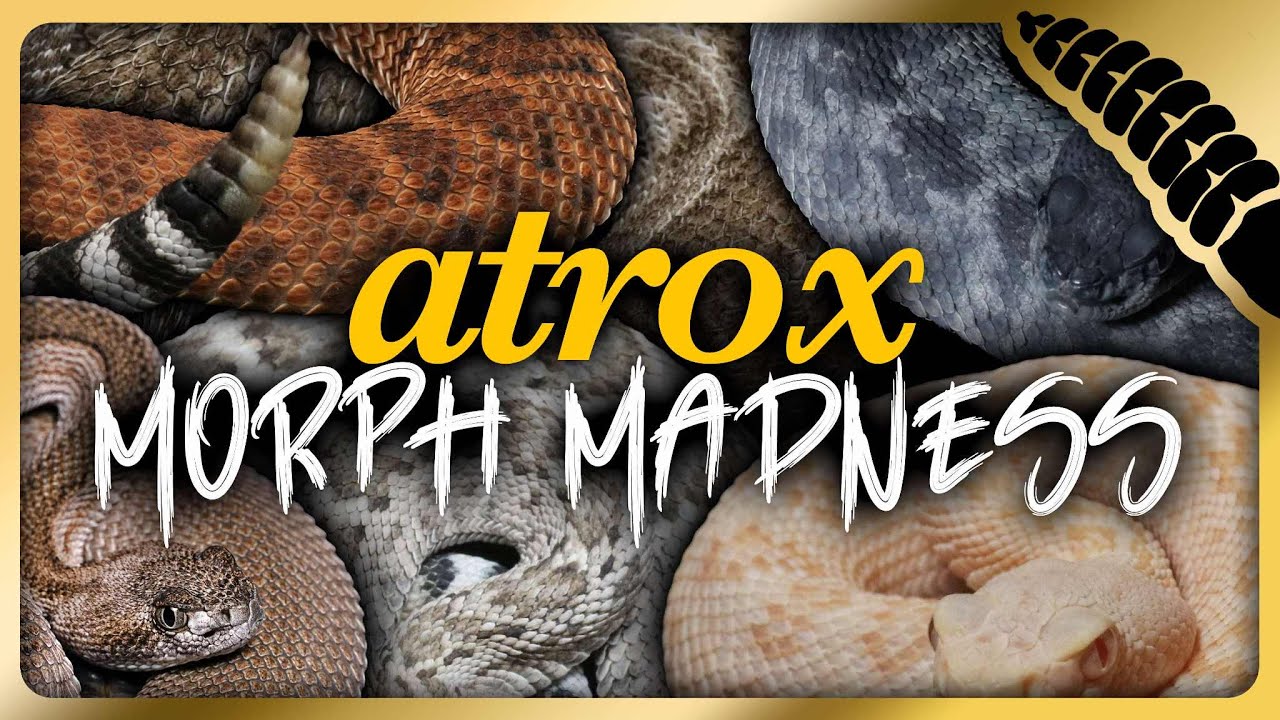 Morphs of the Western Diamondback Rattlesnake - Crotalus atrox