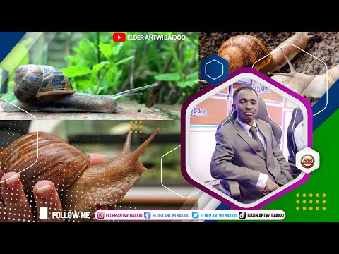 Details About The Meaning Of Snail πIn Your Dreams,What You Didn't Know All This While About Snails.