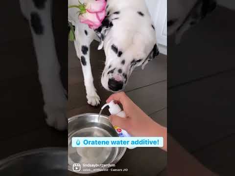 Oratene Pet Dental Care! Brushing my Dalmatians teeth! #zymox #oratene #dentalcare