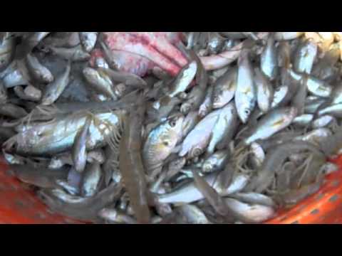 DNR trawl 082410