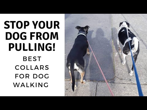 STOP YOUR DOG FROM PULLING! Best collars for dog walking