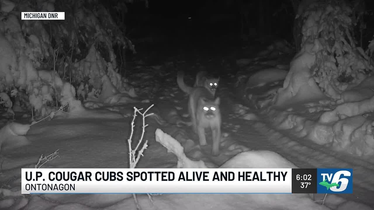 New photo of cougar cubs surfaces on Ontonagon trail camera