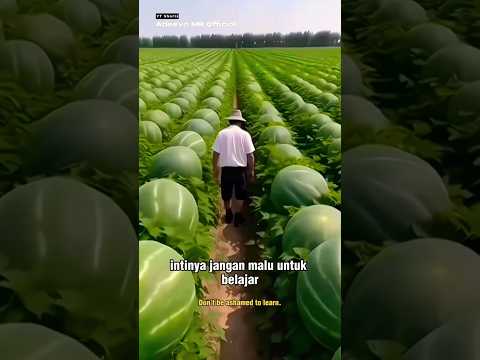 Semangka Super Besar Di China! || #semangka #buah #watermelon #shorts #news #berita
