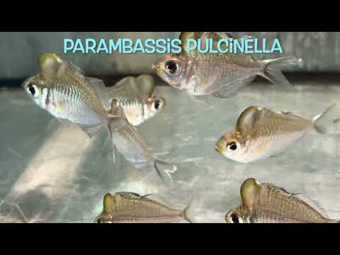 Parambassis pulcinella