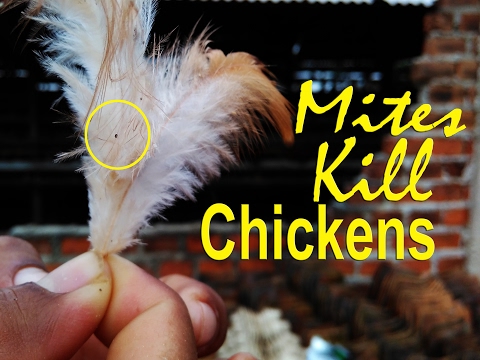 Red Mites in Chicken, Bird Mites, parasitic disease in poultry