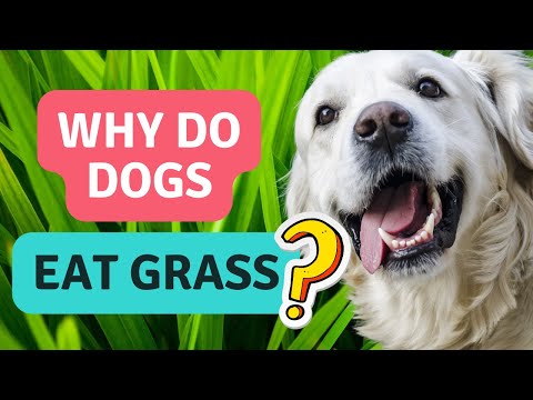 Why Do Dogs Eat Grass?