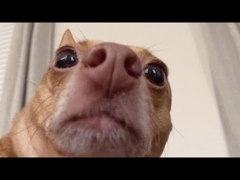 Top 10 Dumbest Dogs