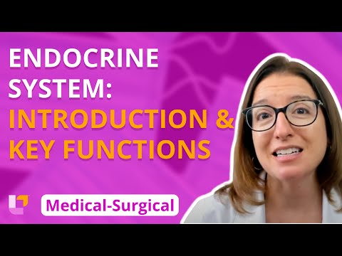 Endocrine Introduction & Key functions - Medical-Surgical - Endocrine | @Level Up RN
