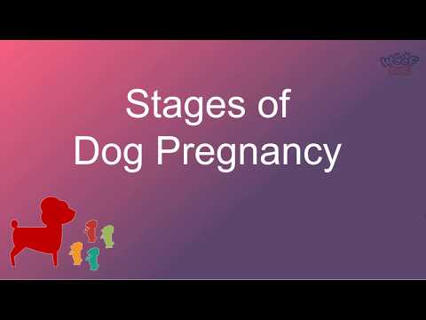 Stages of Dog Pregnancy - Week By Week Calendar with Images