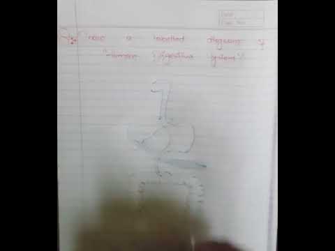 LABELLED DIAGRAM OF HUMAN DIGESTIVE SYSTEM WAIT FOR END 😮😮😮