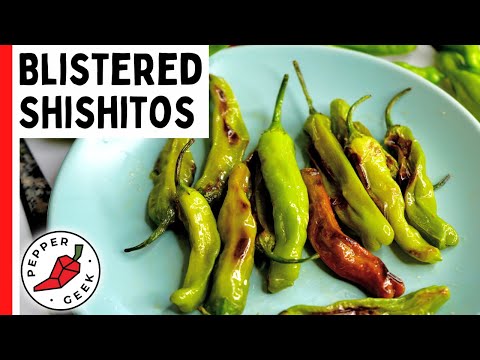 Blistered Shishito Peppers - Delicious & Easy Side Dish Recipe - Pepper Geek
