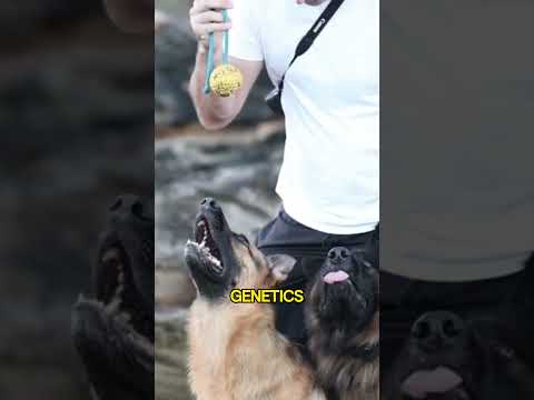 German Shepherd Lifespan🐕⏳