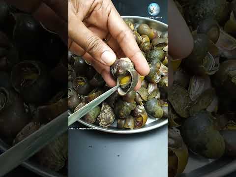 பக்கவாதம் போக்கும் நத்தைக் கறி | Healthy snail recipe benefits |#shorts| Thai thamizh agarathi