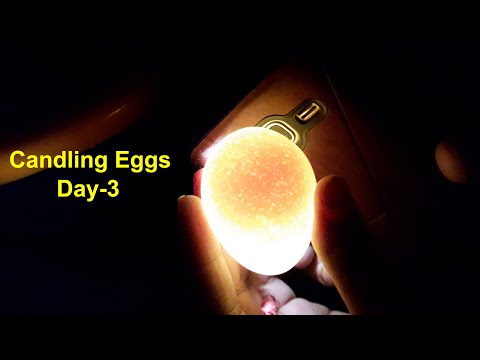 Candling Eggs Day-3 | Chicken Incubator