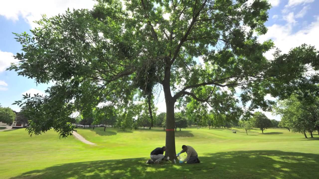 ArborJet Treatments by Preservation Tree Service