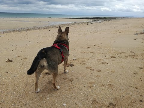Luc-sur-Mer, la Terre de Nacre qui aime les chiens