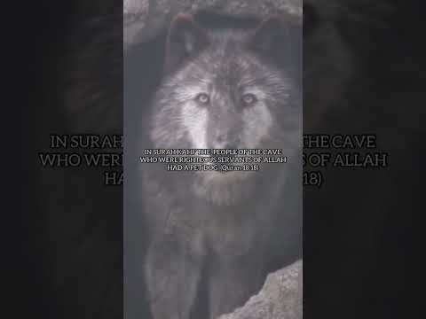 Dogs In Islam