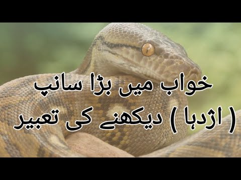The meaning of seeing the python snake in dream. Urdu and hindi