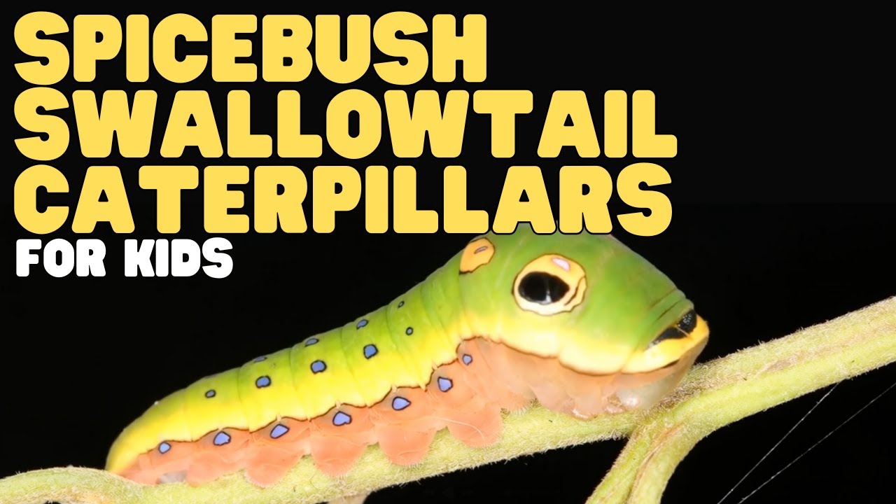 Spicebush Swallowtail Caterpillars for Kids | Learn all about these 