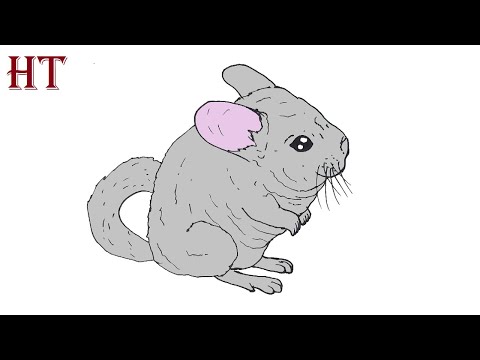 How to draw a Chinchilla Step by Step – I'm Youtuber – Follow my videos ...