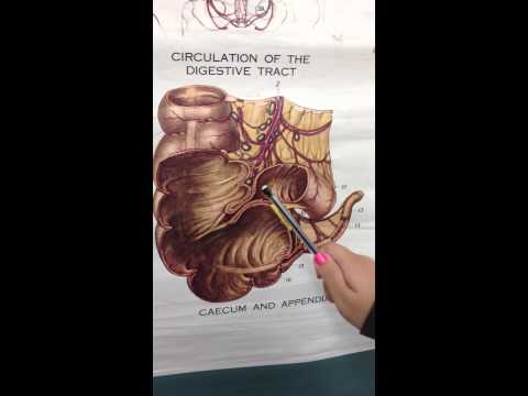 Cecum and Appendix Anatomy AP2