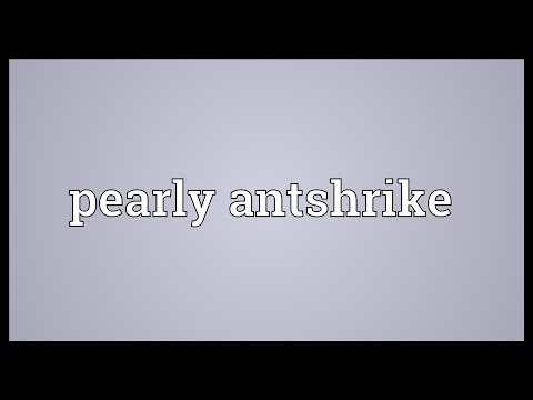 Pearly antshrike Meaning