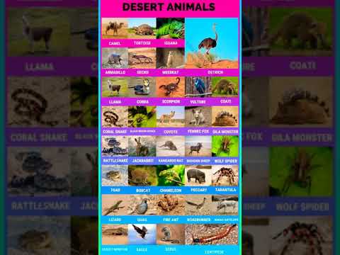 Desert Animals || English dictionary..