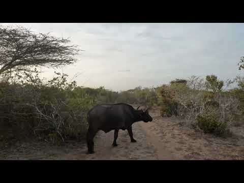 Game drive on a beach vacation...Manda Bay Lodge, Lamu.