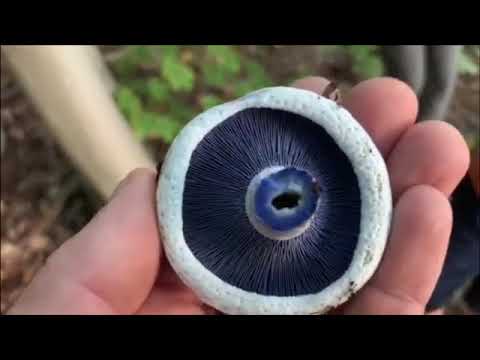 Mushroom Foraging. Delicious Indigo Milk Cap.